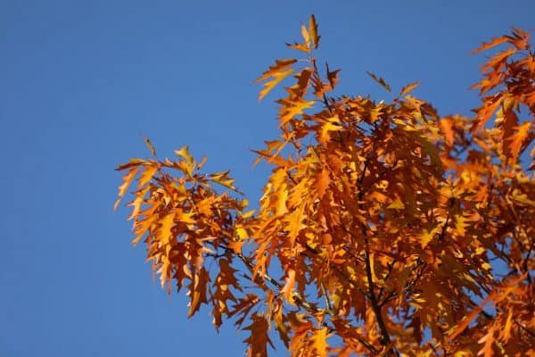 Fall Landscape Ideas: 29 Amazing Ideas For Your Backyard