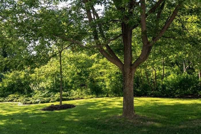 8 Brilliant Backyard Shade Ideas To Stay Cool This Summer